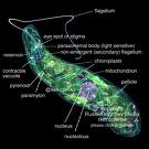 bioverde con azul: SEMANARIOOO BIOLOGÍA